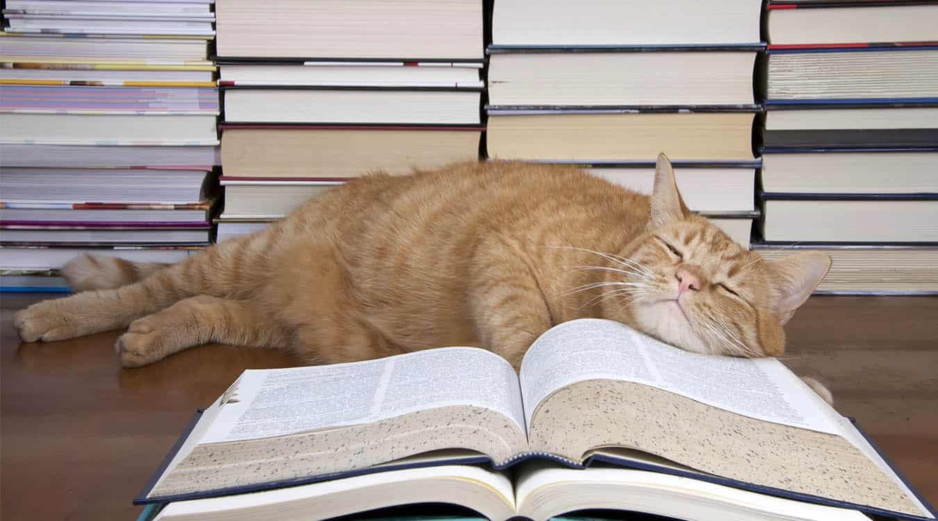 Cat Reading